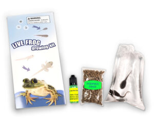Tadpole to Frog Kit with Live Tadpoles Included! Exciting Frog Growing Kit!