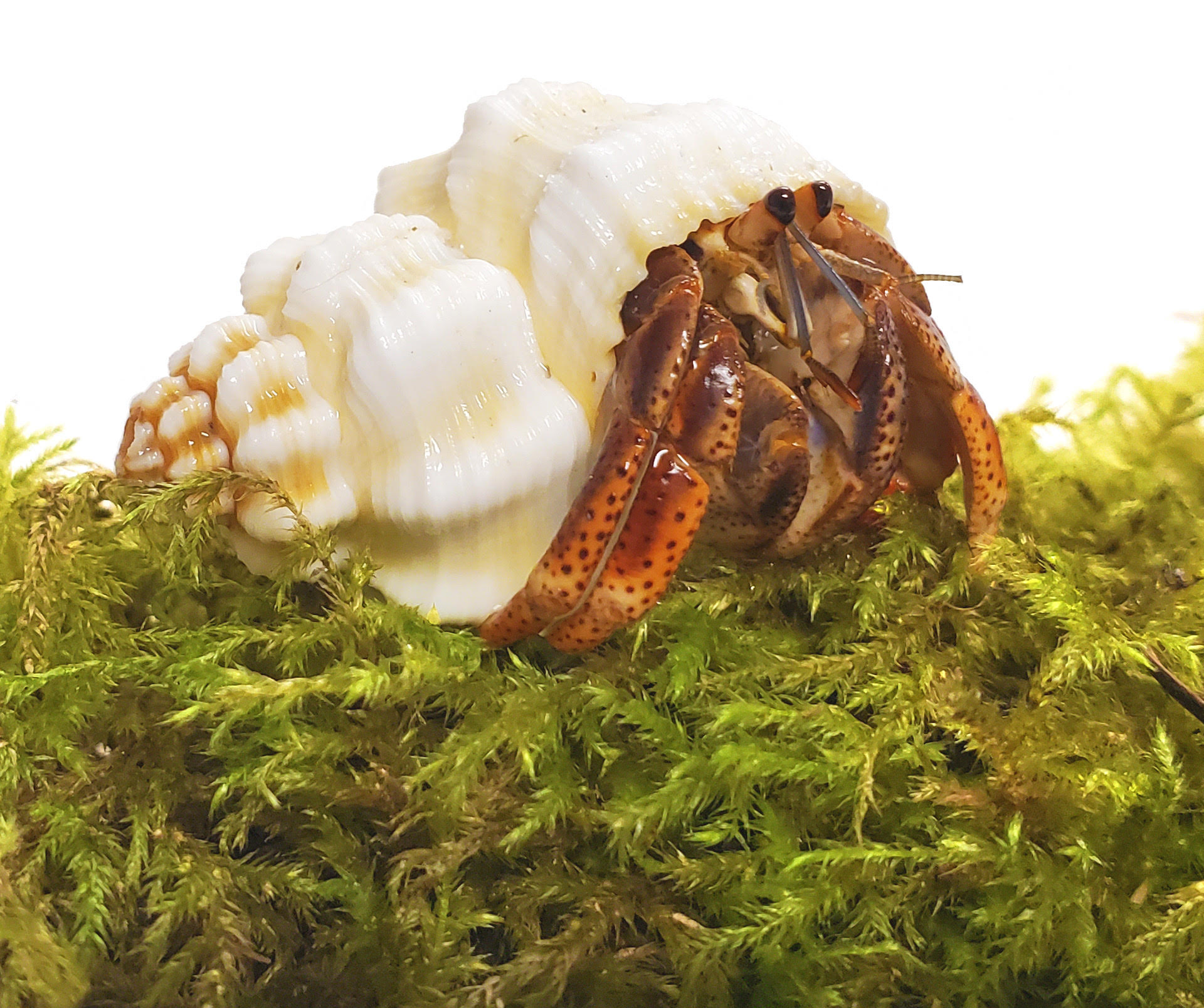 Crabs Love Our Live Moss for Hermit Crabs! Variety Pack.