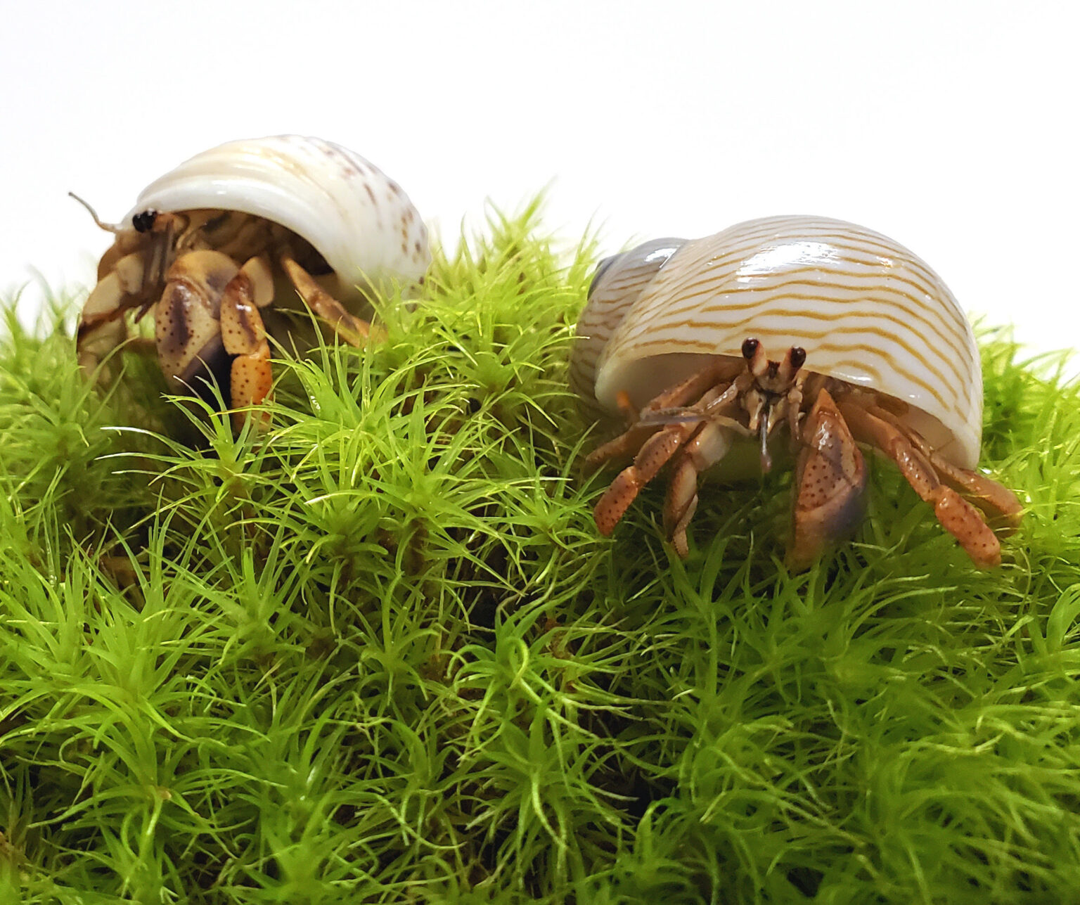 Hermit Crab Kit with Live Crabs! Plus Pet Crabs & Stuff for Your Crabitat.