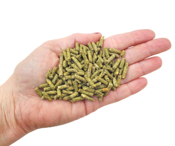 Tadpole to Frog Kit with Live Tadpoles Included! Exciting Frog Growing Kit!