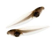 Tadpole to Frog Kit with Live Tadpoles Included! Exciting Live Tadpole ...
