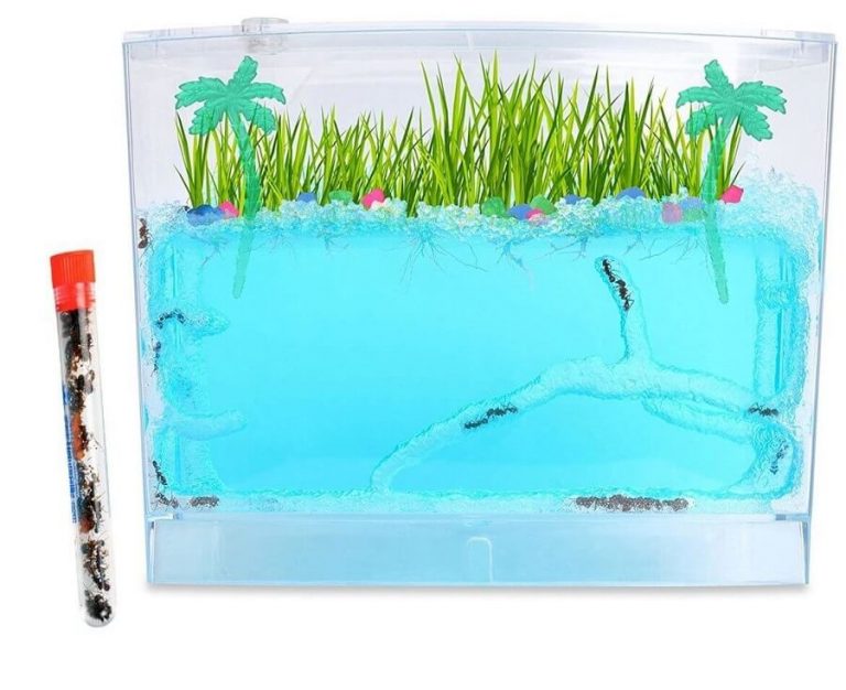 Ant Farm Kits with Ants for Sale: Buy Online: 15+ Years Shipping Live Ants.