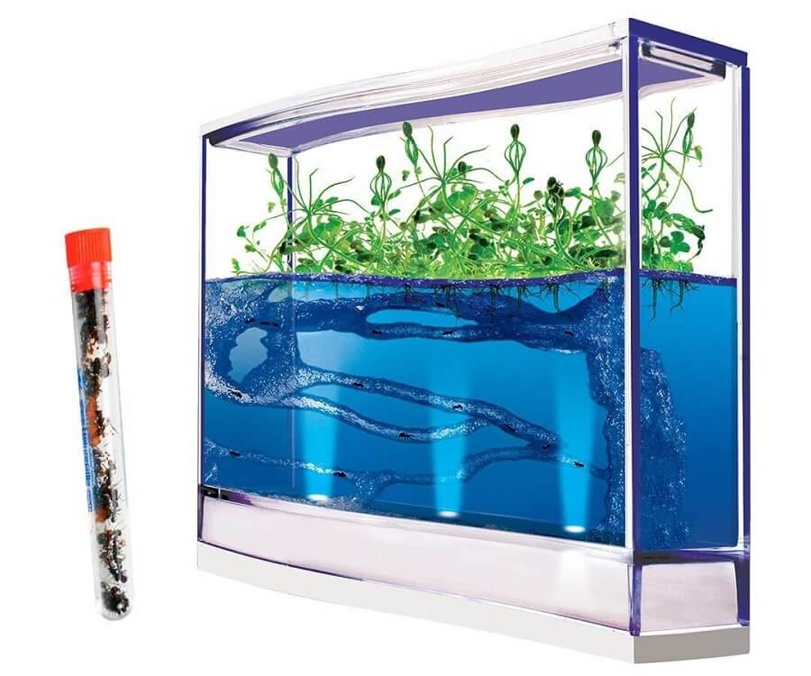 Ecosystem Ant Habitat - Nature Gift Store