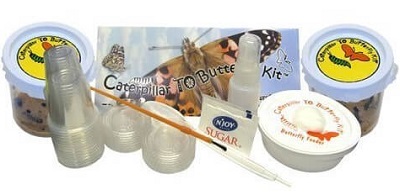 Painted Lady Caterpillar Refill Kit | Grow Butterflies Again