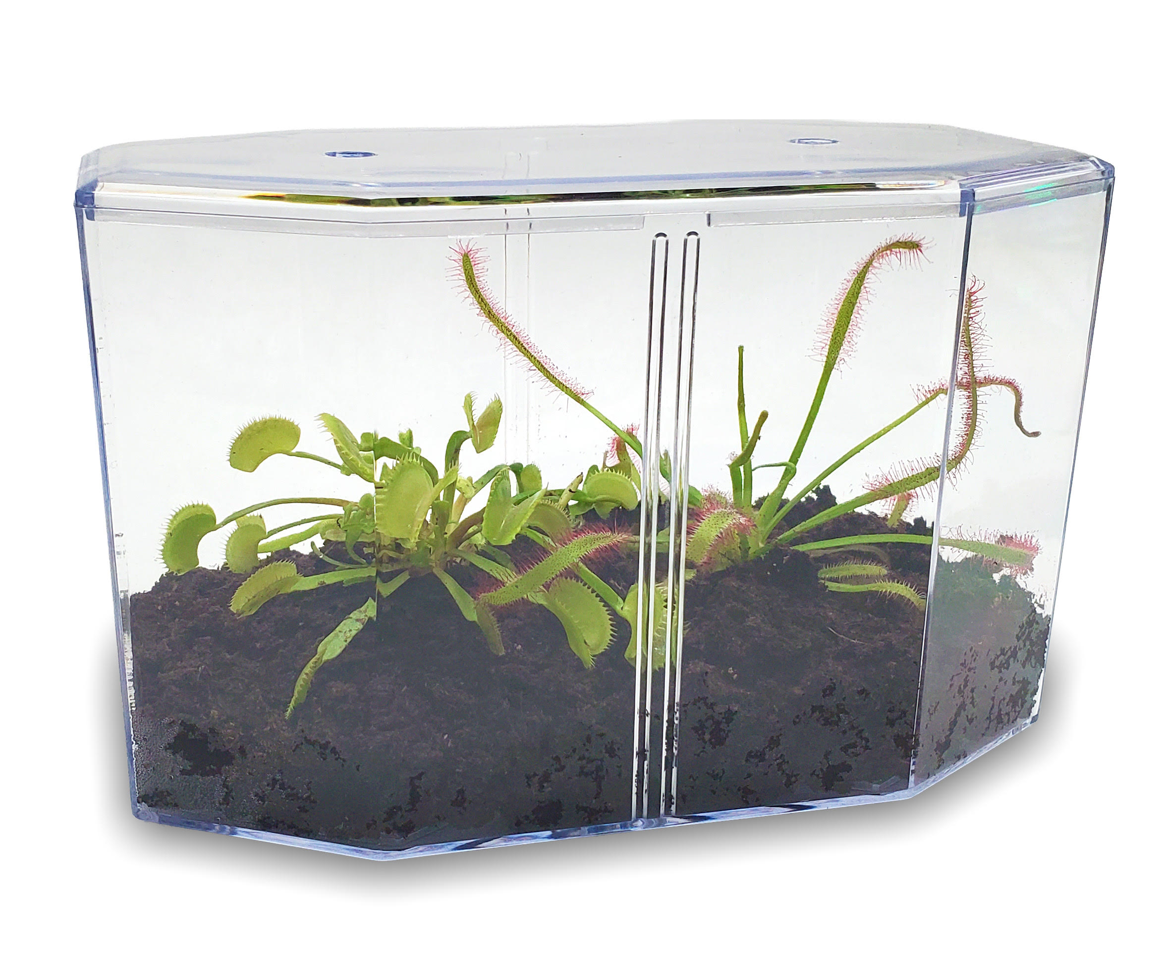 Venus Fly Trap Plants for Sale: Buy Online: 15+ Years Shipping Experience.