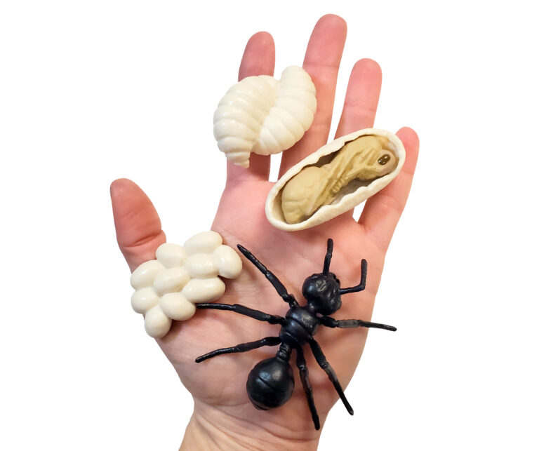 Ant Farm Kits with Ants for Sale: Buy Online: 15+ Years Shipping Live Ants.