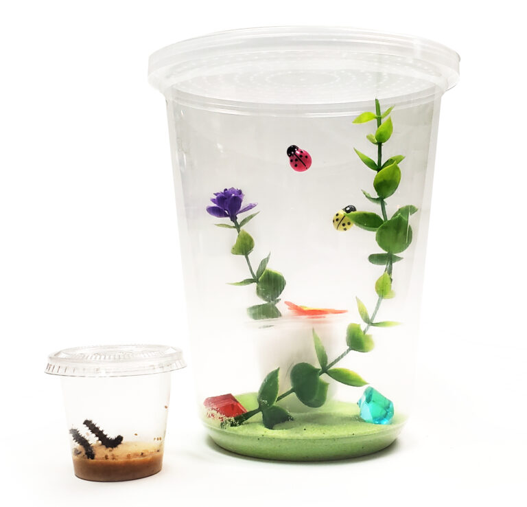 Caterpillar to Butterfly Kit: Shipped with Live Caterpillars - Nature ...