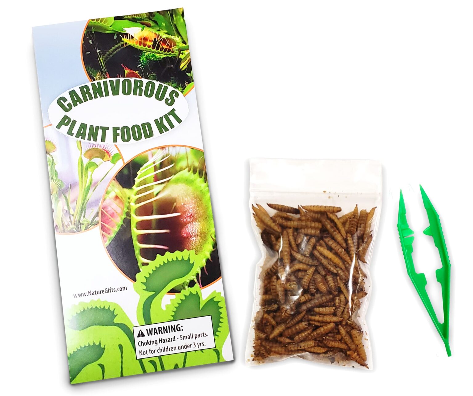 Live Venus Fly Trap Terrarium Kit: Active Traps Ready to Gobble Bugs!