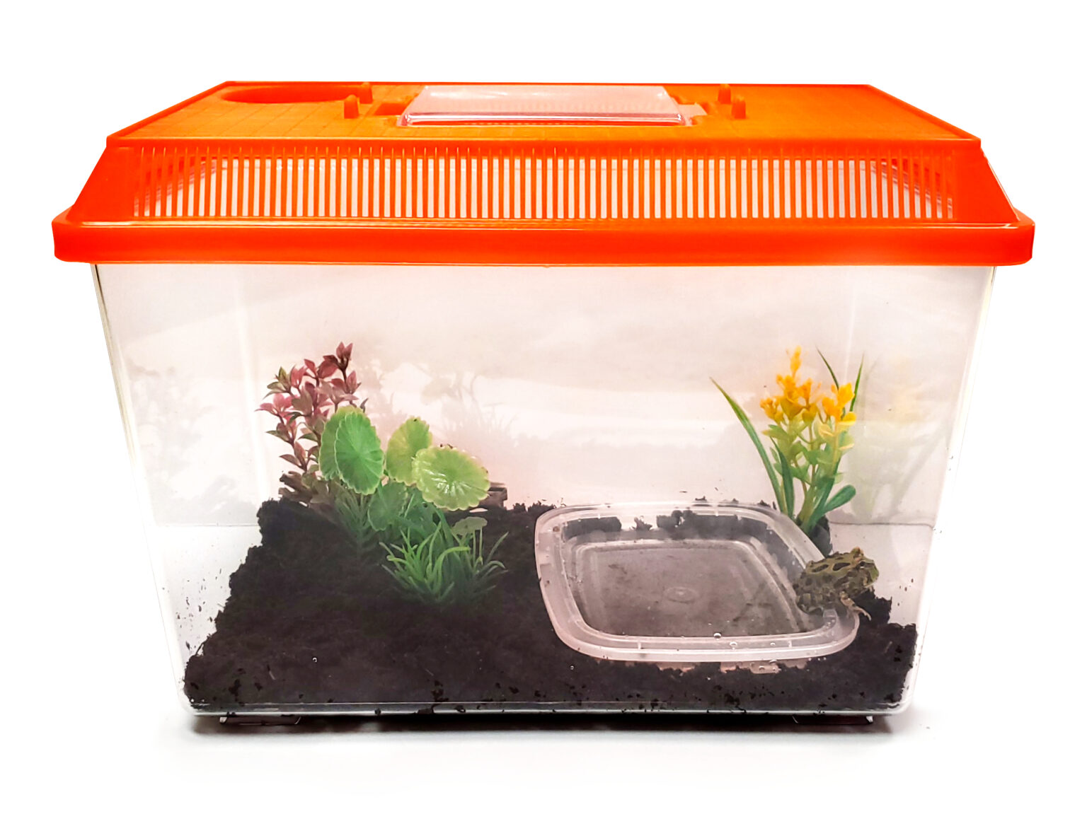 Grow Your Own Frogs: Unique Frog Growing Kits - Nature Gift Store