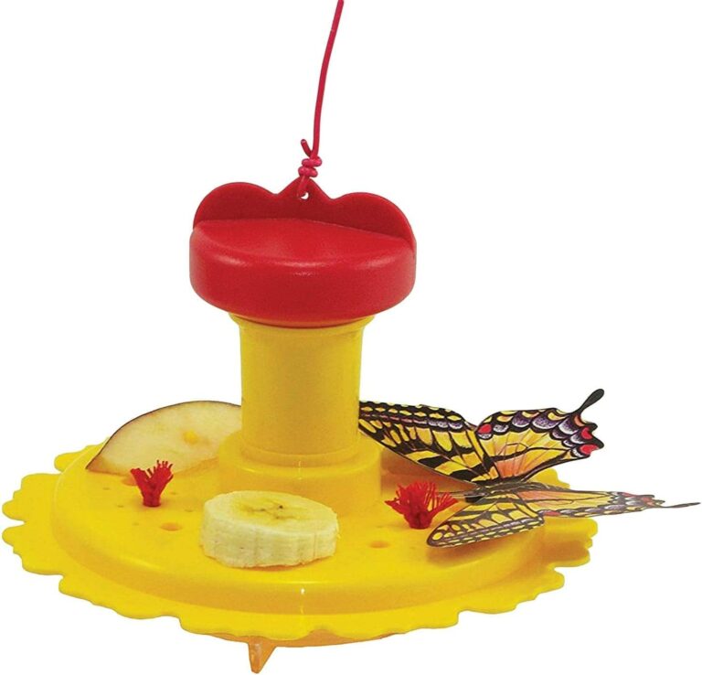 Caterpillar to Butterfly Kit: Shipped with Live Caterpillars - Nature ...