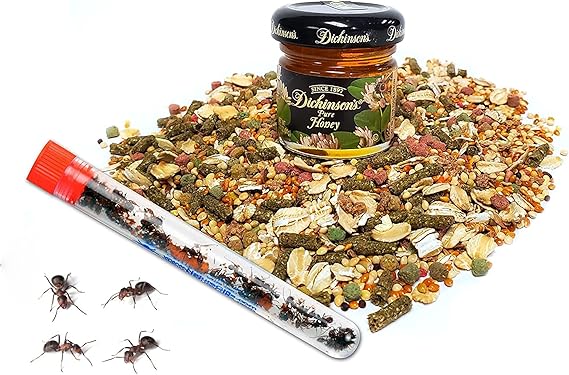 Ant Farm Kit & Ant Farms For Sale, Buy Supplies & Live Ants.