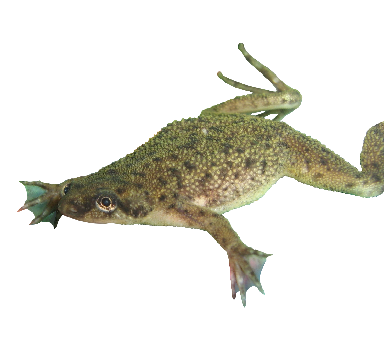 Order Dwarf Aquatic Frogs for Fish Tanks: Buy Online: 15+ Years ...