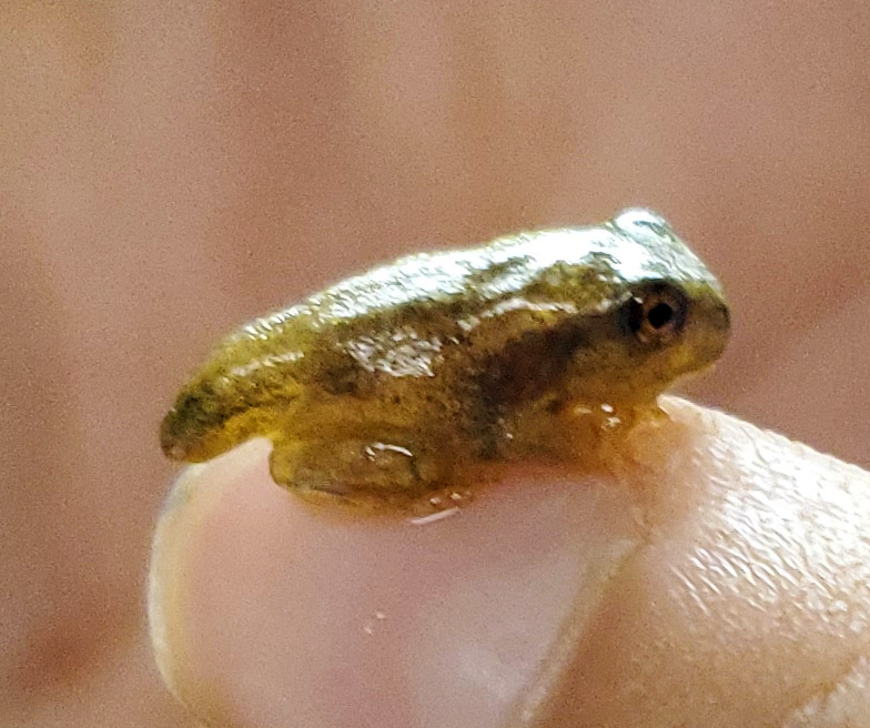 Tadpole to Frog Kit with Live Tadpoles Included! Exciting Live Tadpole ...