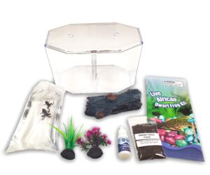 Aquatic Dwarf Frogs for Sale: Add to Your Fish Tank or Purchase Ours ...