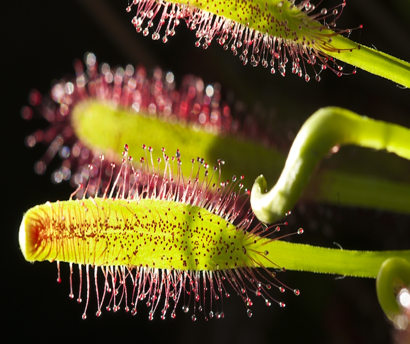 Ready to Plant: Cape Sundew (Drosera Capensis) for Your Carnivorous ...
