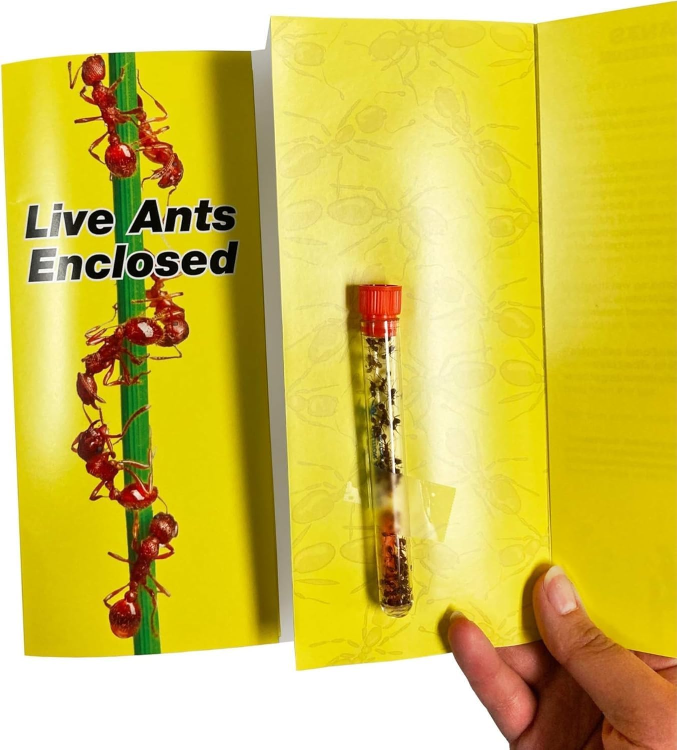 Buy Live Ants for Ant Farm Kits: Shipping Active Healthy Harvester Ants ...