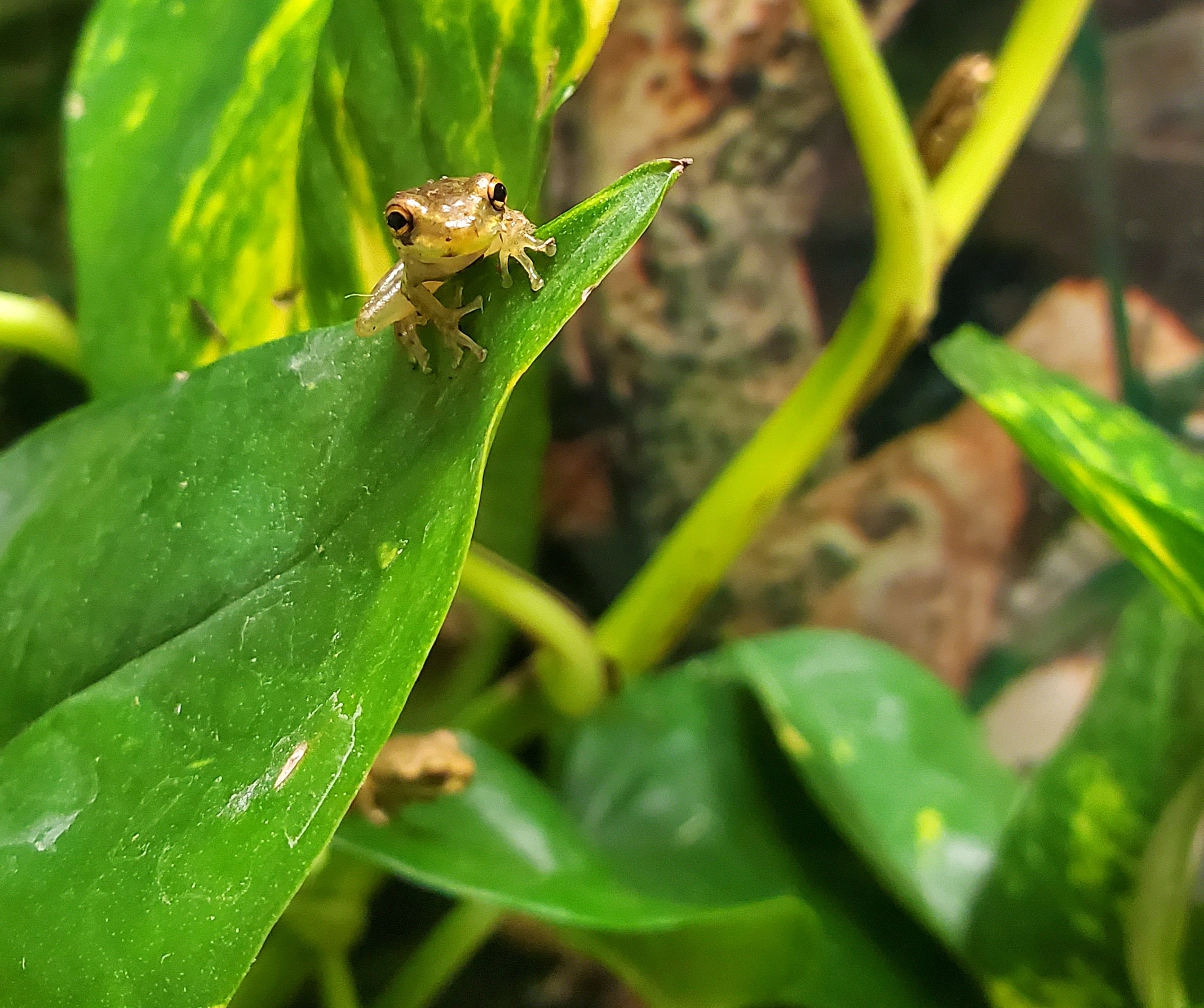 Tadpole to Frog Kit with Live Tadpoles Included! Exciting Live Tadpole ...