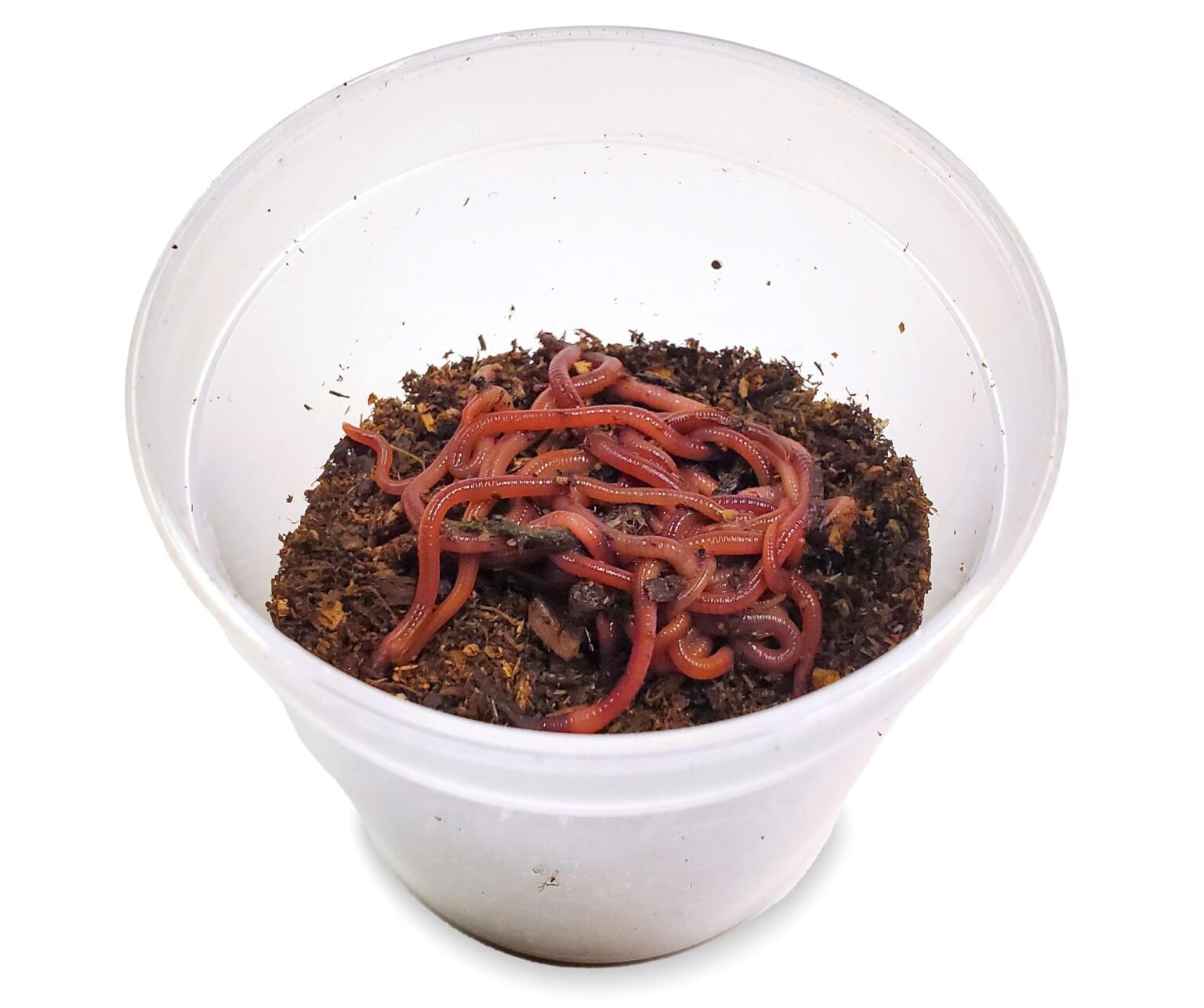 Worm Farm Kit with Worms Included! Kit for Kids to Learn About Earthworms.