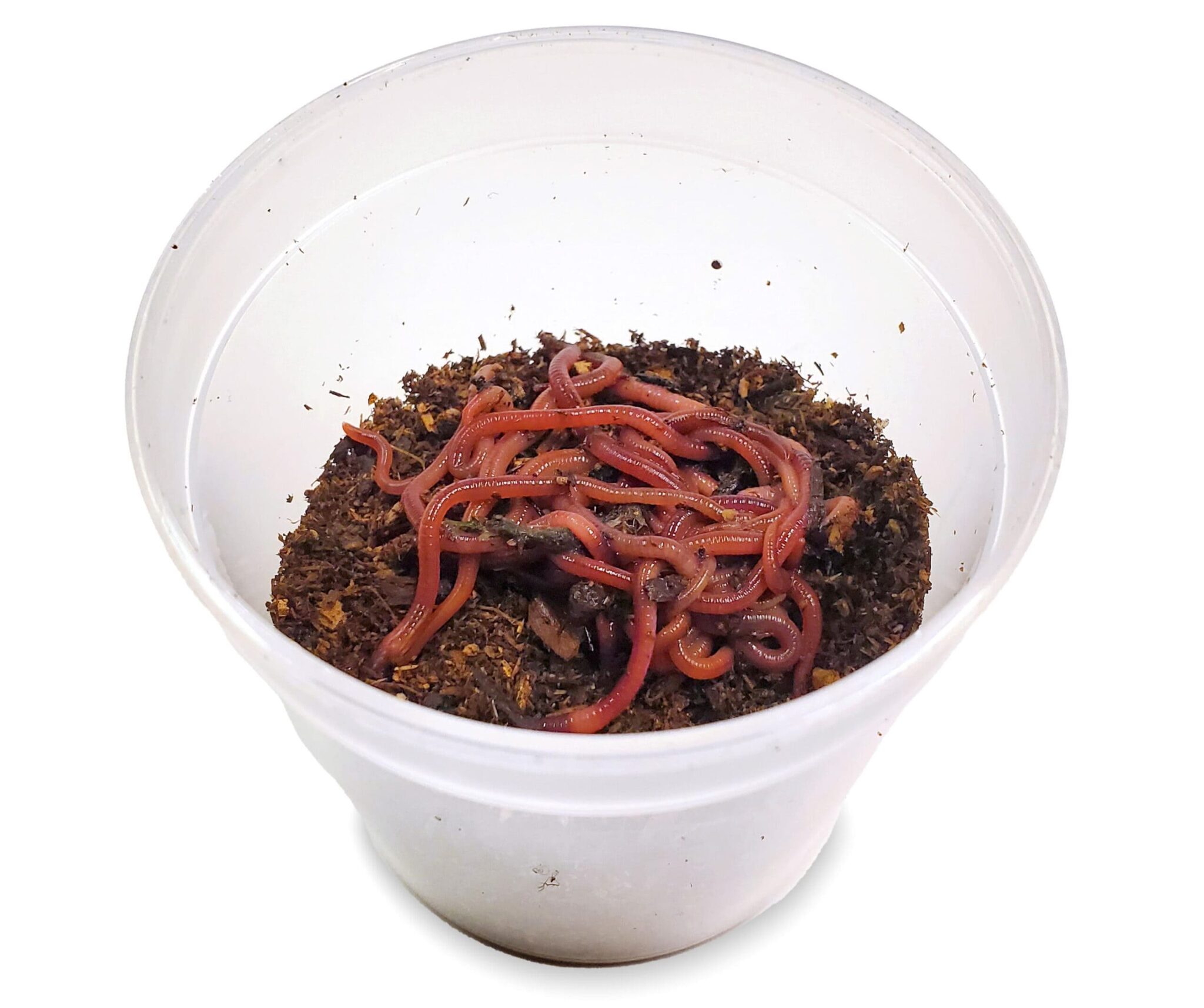Worm Farm Kit with Worms Included! Kit for Kids to Learn About Earthworms.
